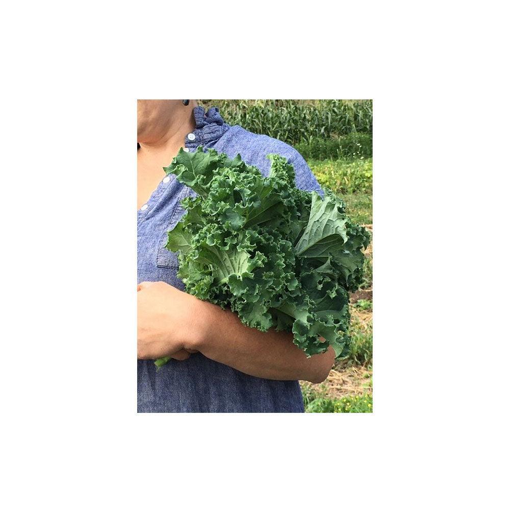 Organic Vates Kale (Seeds) – La Boite à Grains