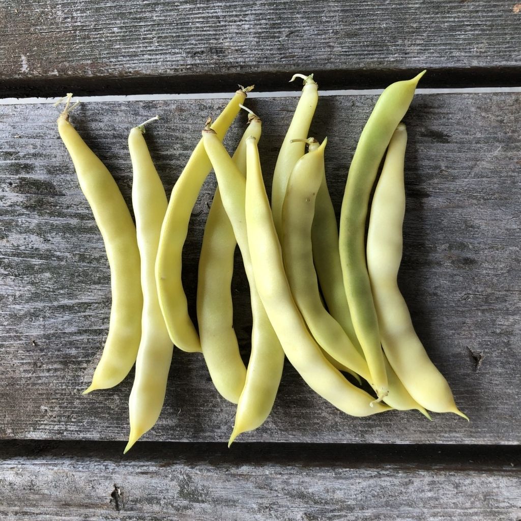 Haricot Grimpant Grand-Maman Dinel Biologique – La Boite à Grains