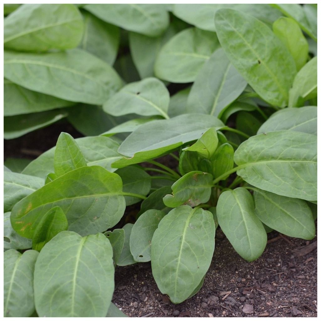 Organic Sorrel Spinach – La Boite à Grains