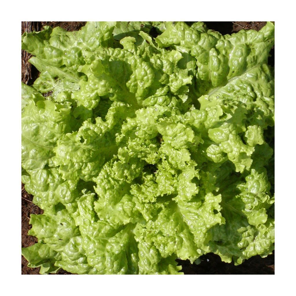 Lettuce Feuille Black Seeded Simpson Organic – La Boite à Grains