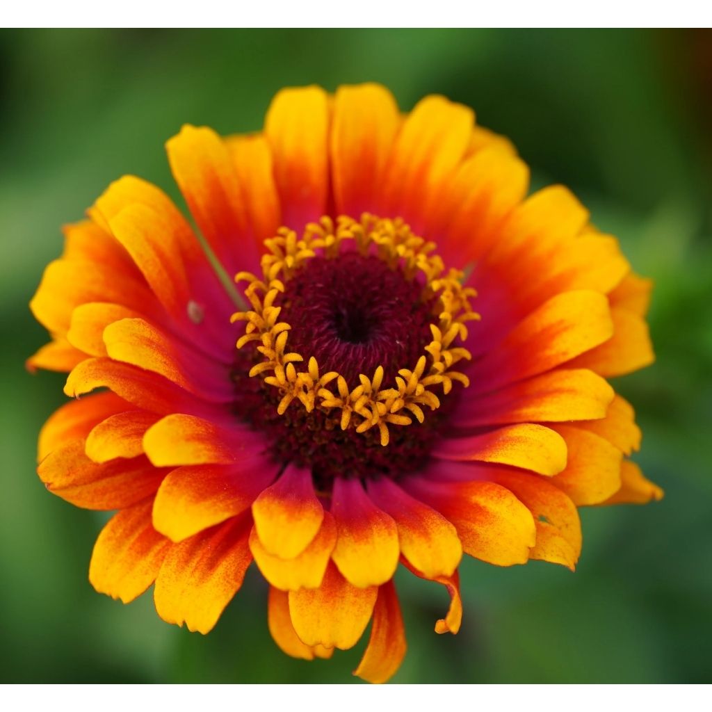 Zinnia Zowie Biologique (Semences) – La Boite à Grains